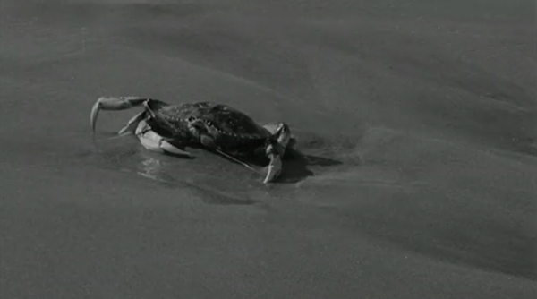 attack crab string – The Horror Movie Hideout